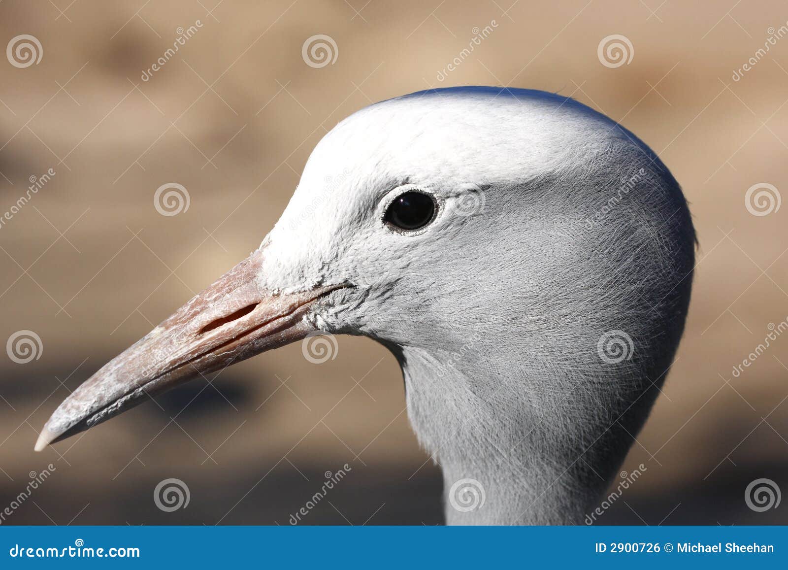 Blue Crane side profile stock photo. Image of plumage - 2900726