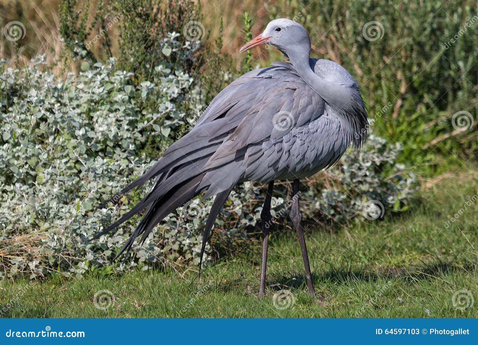 Blue crane south africa stock image. Image of beauty - 64597103