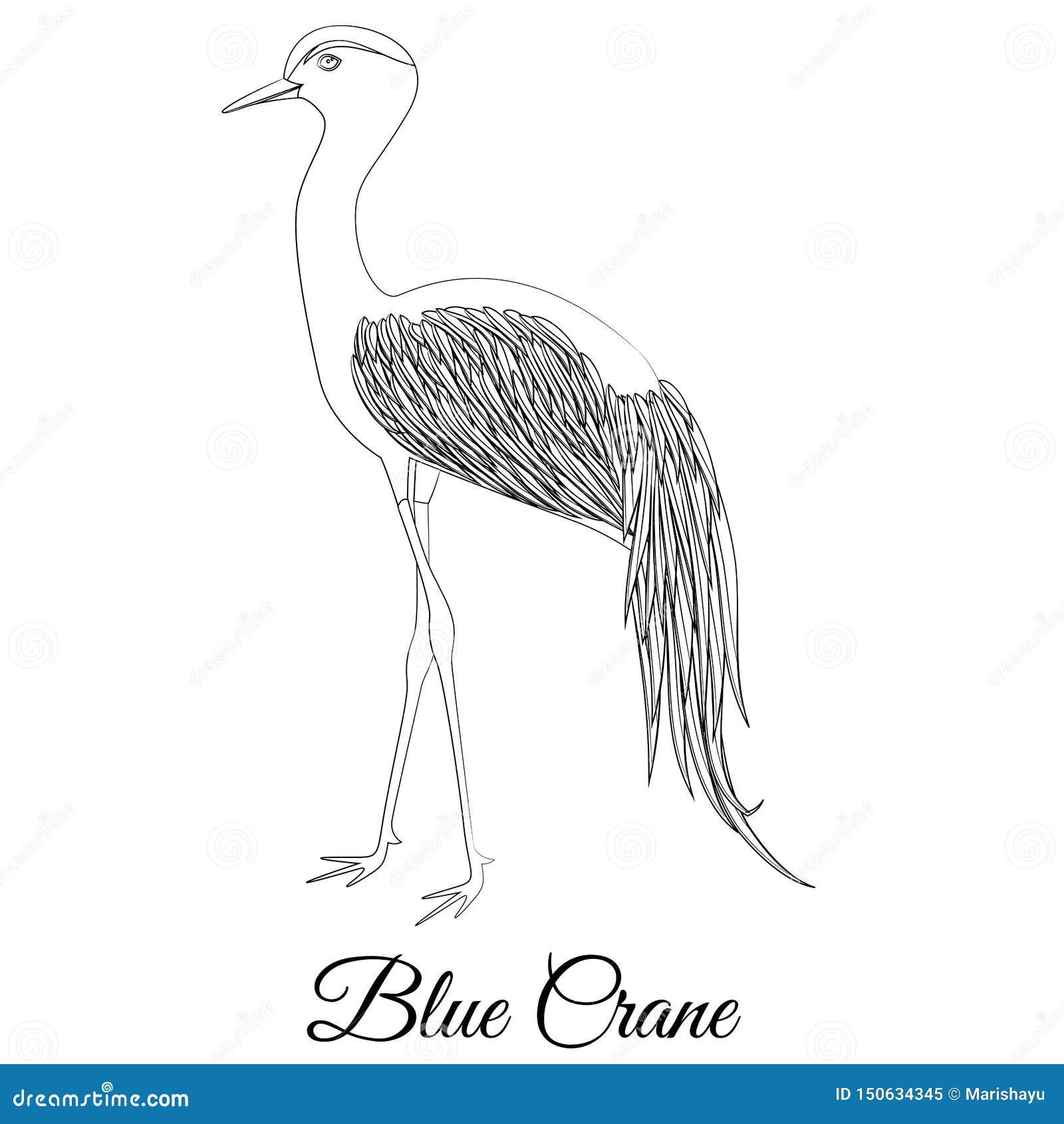 Blue Crane Bird Vector Outline Stock Vector - Illustration of nature ...