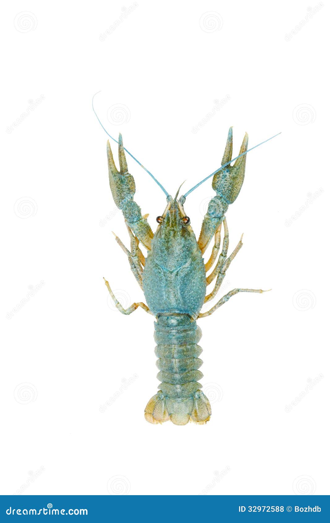 Blue Crawfish Alive One Isolated on White Stock Photo - Image of ...