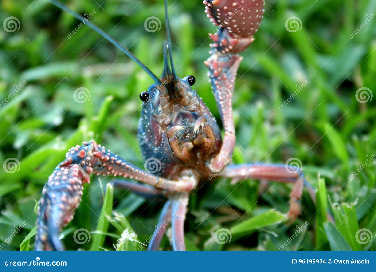 Blue Crawfish stock photo. Image of crawfish, arthropod - 96199934