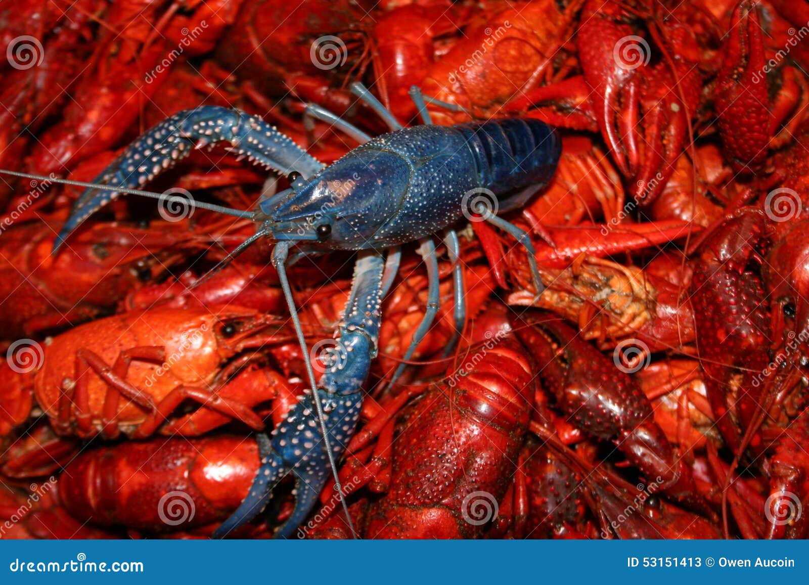 Blue crawfish stock image. Image of plateau, crawfish - 53151413