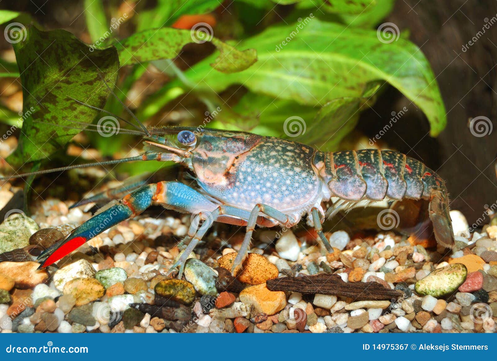 Blue crayfish stock image. Image of aquarium, body, fish - 14975367