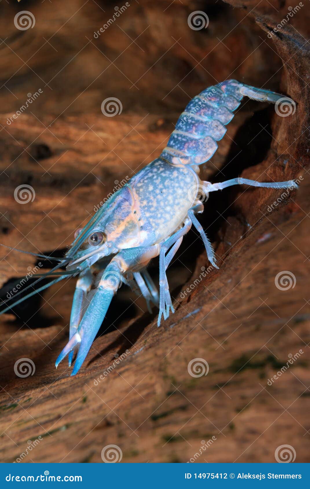 Blue crayfish stock photo. Image of aquarium, plant, culture - 14975412