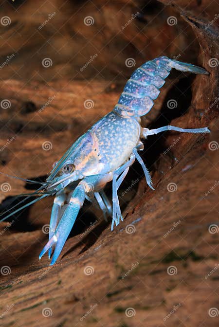 Blue crayfish stock photo. Image of aquarium, plant, culture - 14975412