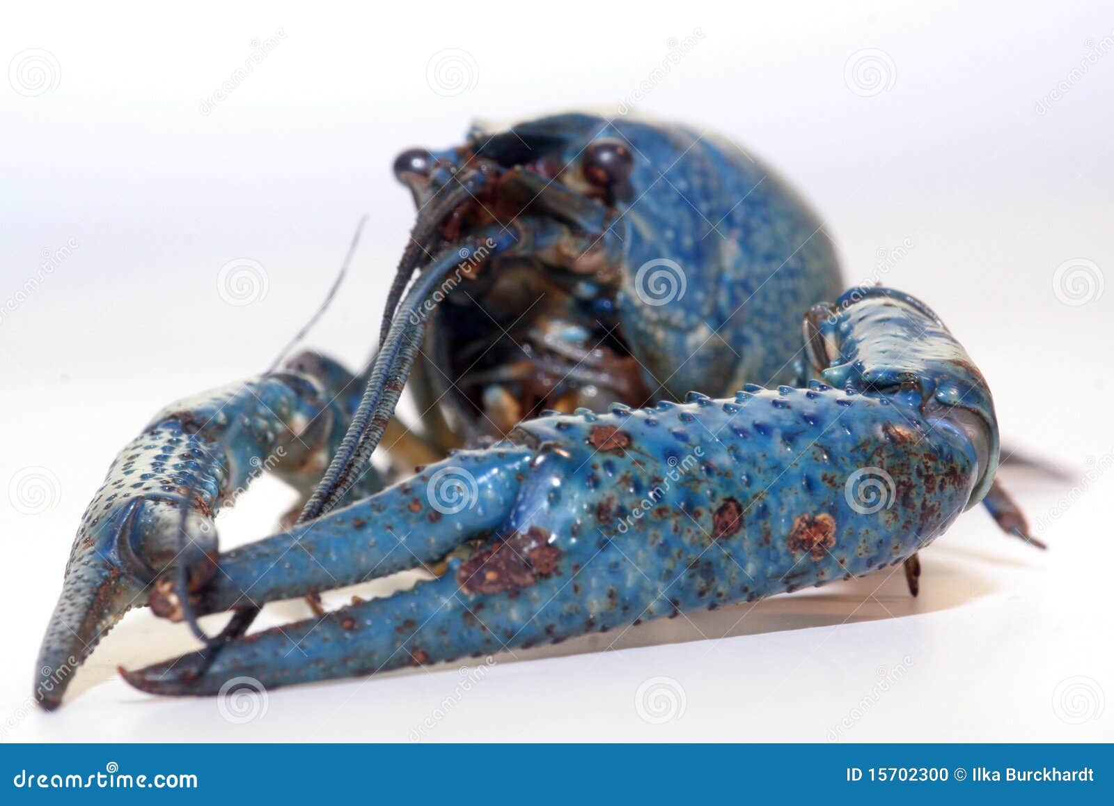 Blue Crayfish Cherax Destructor,Yabbie Crayfish Royalty-Free Stock ...