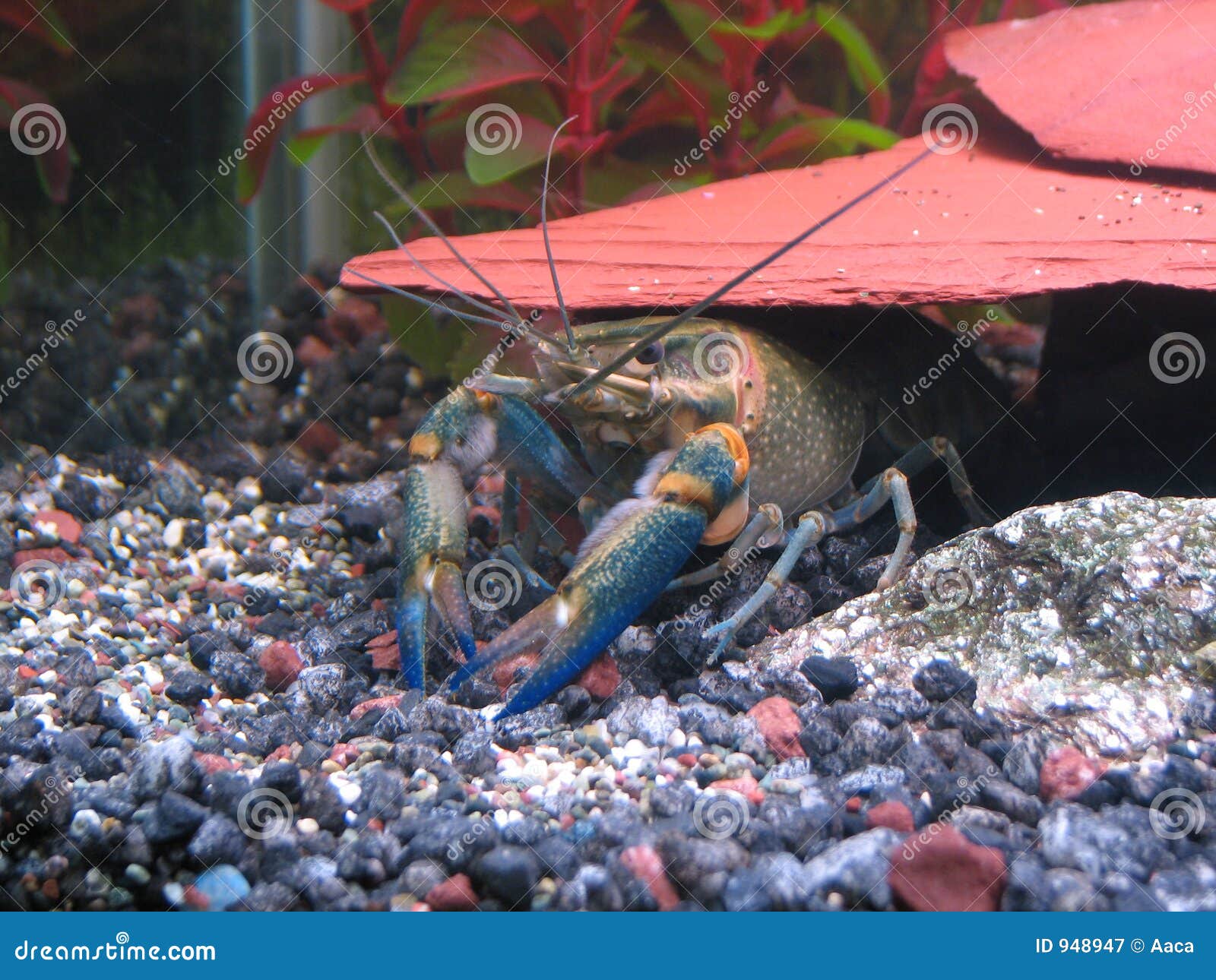 Blue Crayfish stock image. Image of lobster, cave, claws - 948947