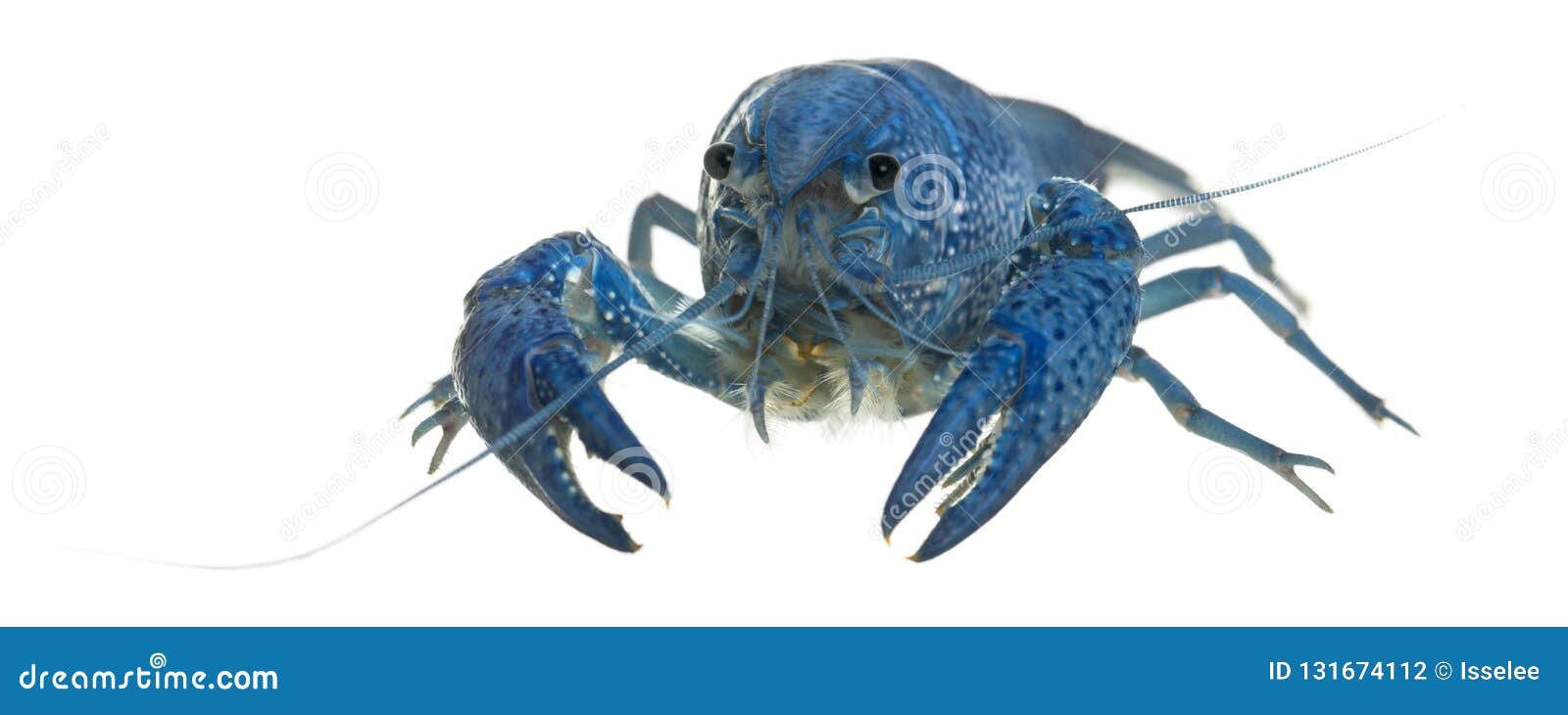 Blue Crayfish Also Known As a Blue Florida Crayfish, Procambarus Alleni ...