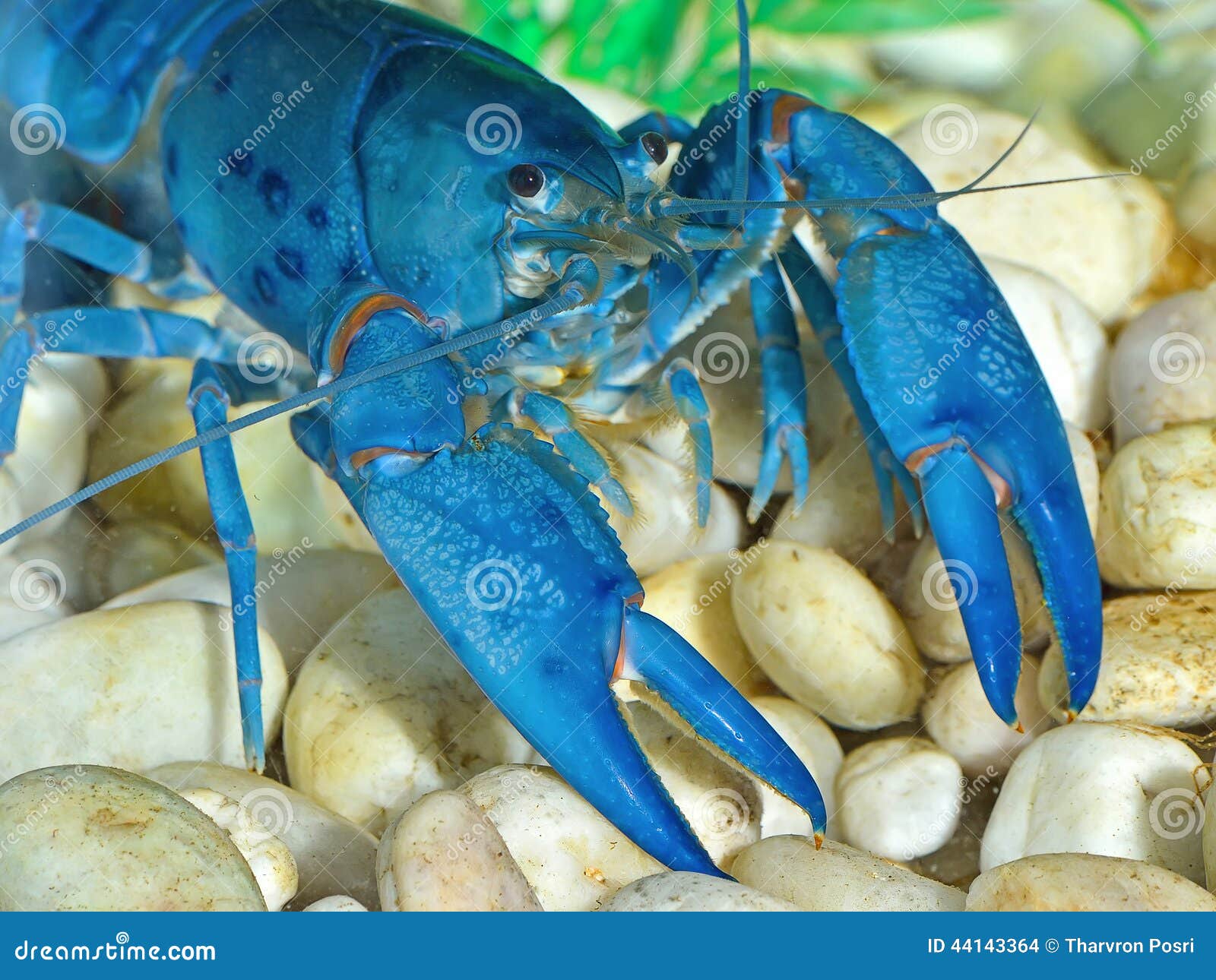 Blue crayfish stock photo. Image of australia, nature - 44143364