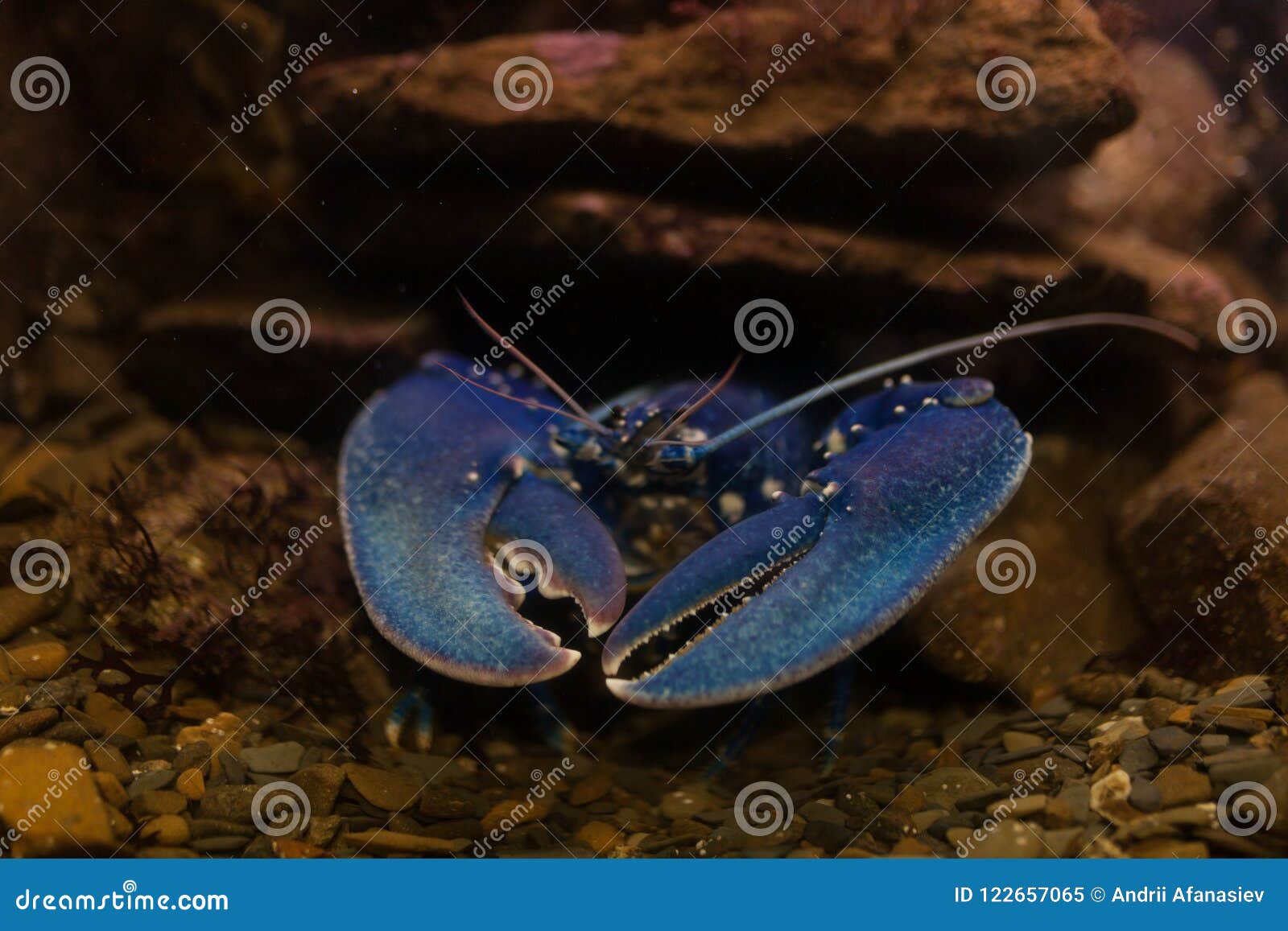 Crayfish In Aquarium On Market. Exotic Crayfish Swimming Amidst Seaweed ...