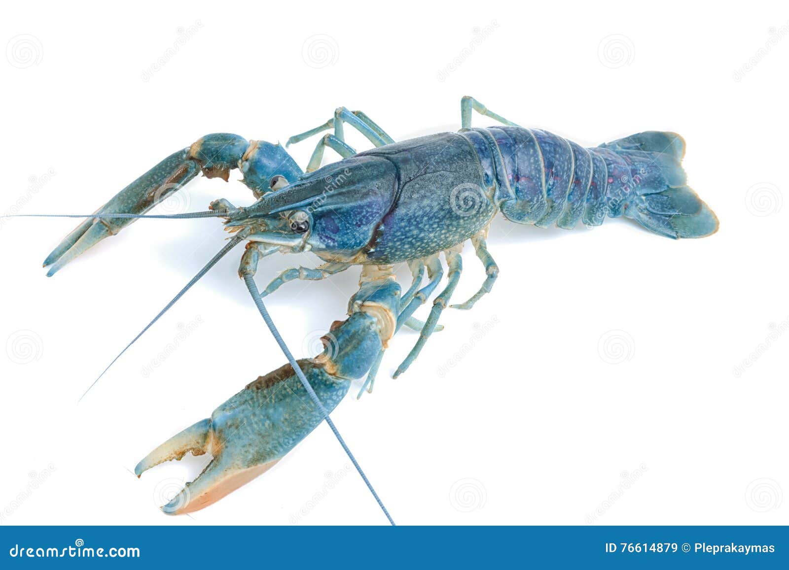 724 Fresh Blue Claw Shrimp Photos - Free & Royalty-Free Stock Photos ...