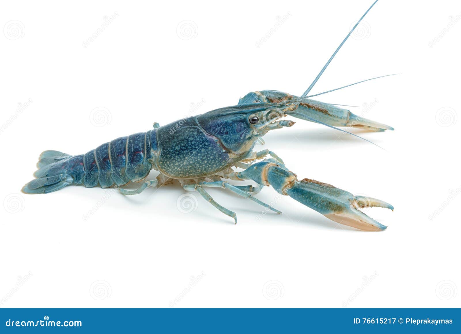Blue Crayfish Cherax Destructor,Yabbie Crayfish Royalty-Free Stock ...