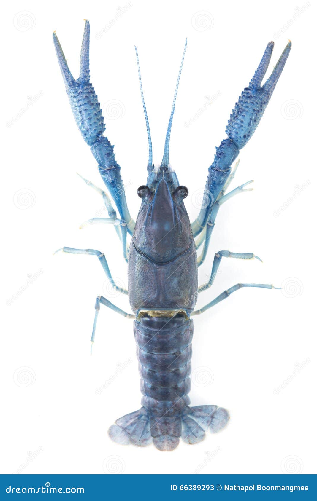 Blue Crayfish Cherax Destructor,Yabbie Crayfish Royalty-Free Stock ...