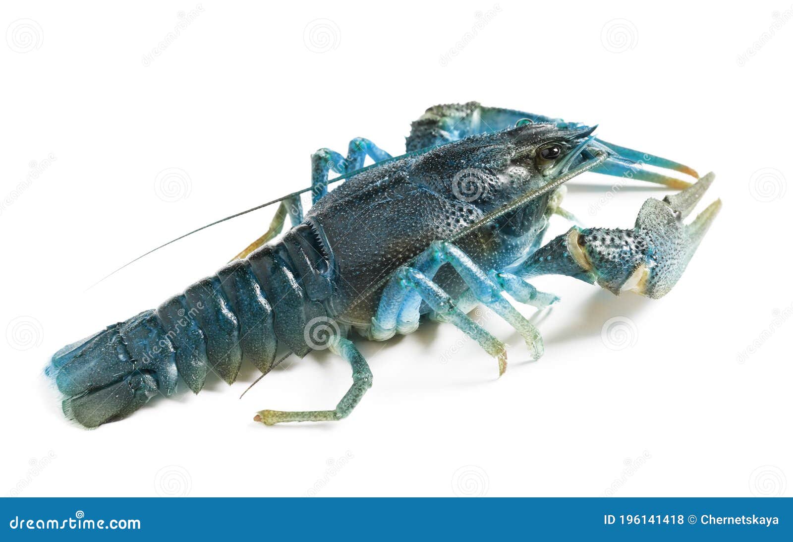 Blue Crayfish Isolated on White. Freshwater Crustacean Stock Photo ...
