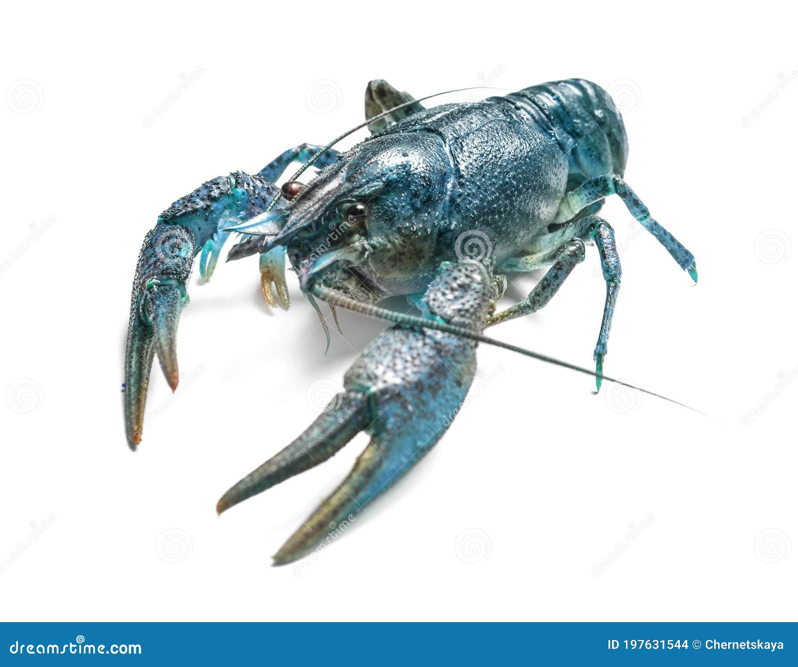 Blue Crayfish Isolated on White. Freshwater Crustacean Stock Photo ...