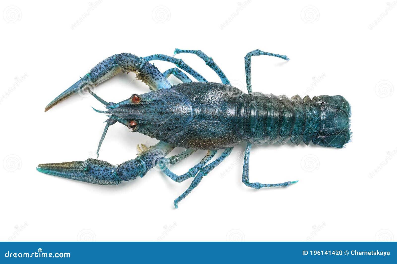 Blue Crayfish Isolated on White, Top View. Freshwater Crustacean Stock ...