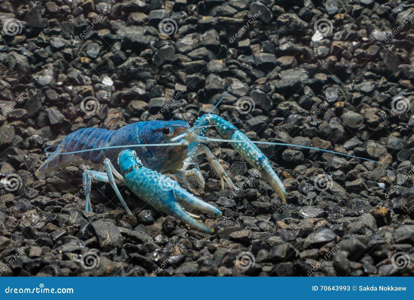 Blue Crayfish stock image. Image of cherax, culture, rock - 70643993
