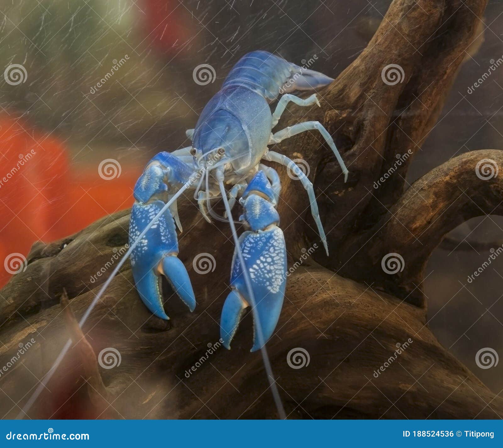 Blue Crayfish Standing Gracefully Stock Photo - Image of organic, blue ...