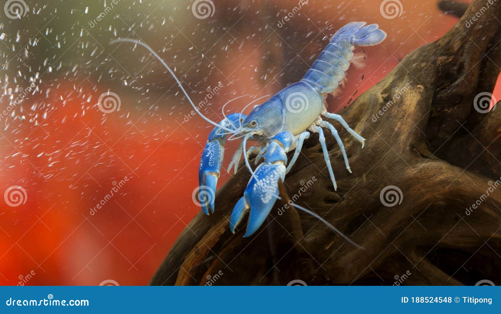 Blue Crayfish Standing Gracefully Stock Photo - Image of lobster ...