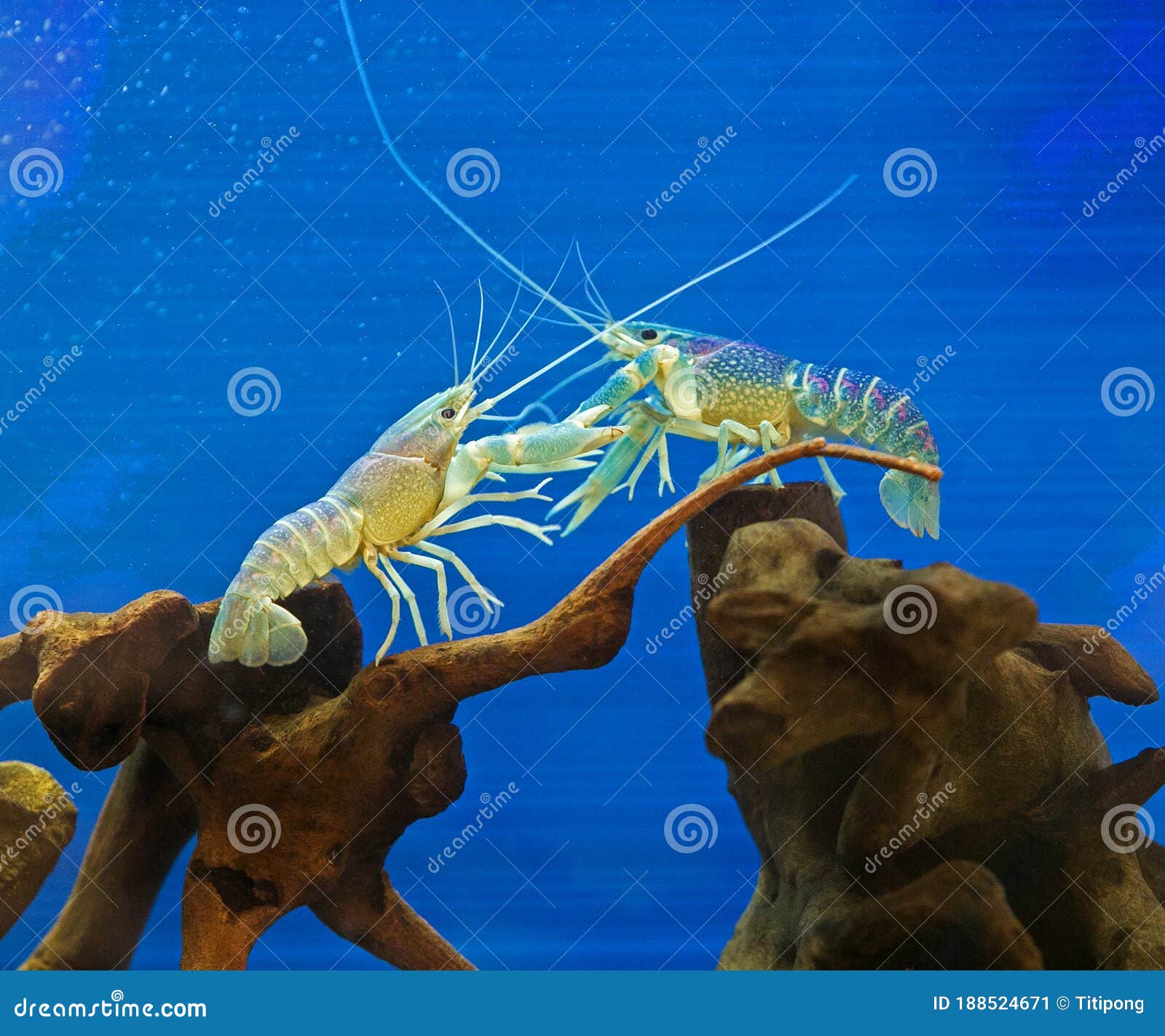 Blue Crayfish Standing Gracefully Stock Image - Image of background ...