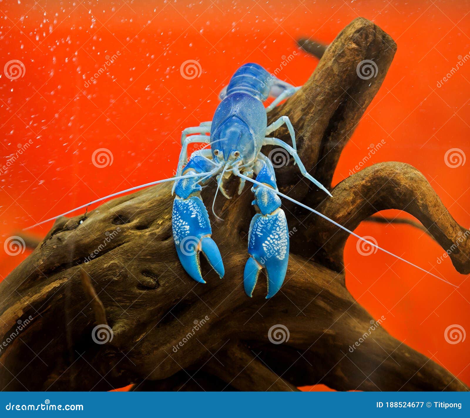 Blue Crayfish Standing Gracefully Stock Image - Image of color, organic ...