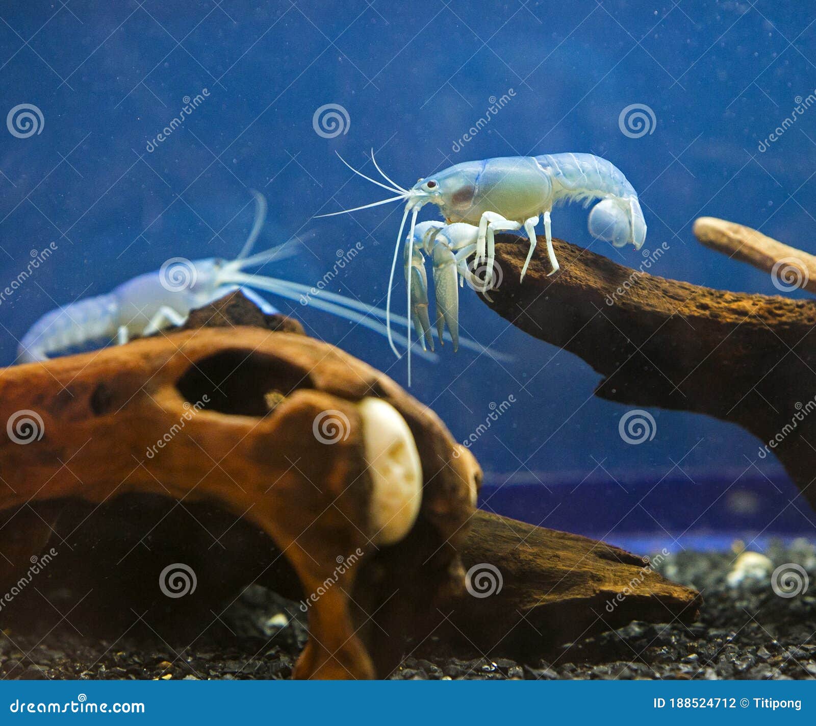 Blue Crayfish Standing Gracefully Stock Photo - Image of lake, isolated ...