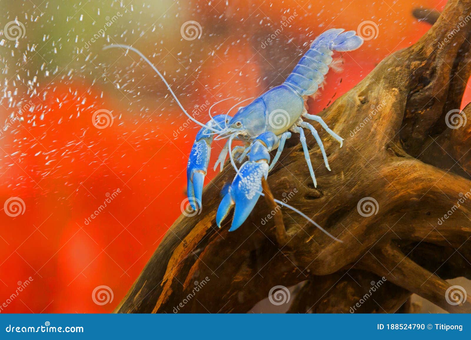 Blue Crayfish Standing Gracefully Stock Photo - Image of beautiful ...