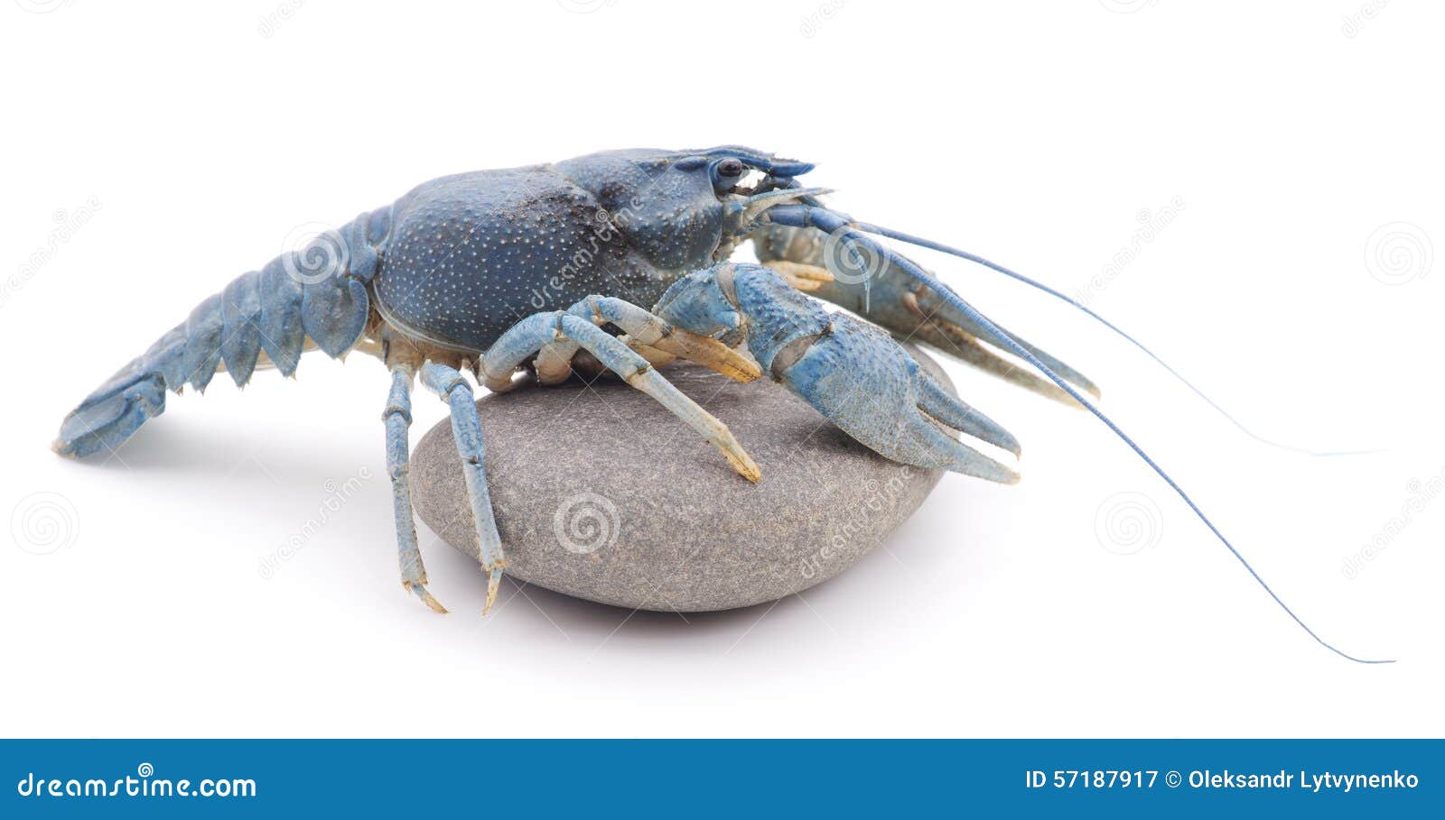 Blue crayfish. stock image. Image of large, spiny, white - 57187917