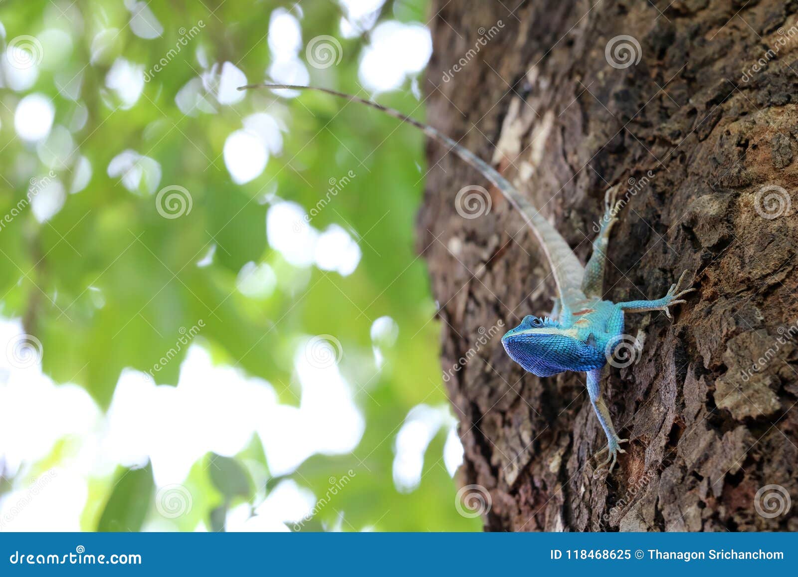 Blue-crested or Indo-Chinese Forest Lizard on a Tree in the Garden ...