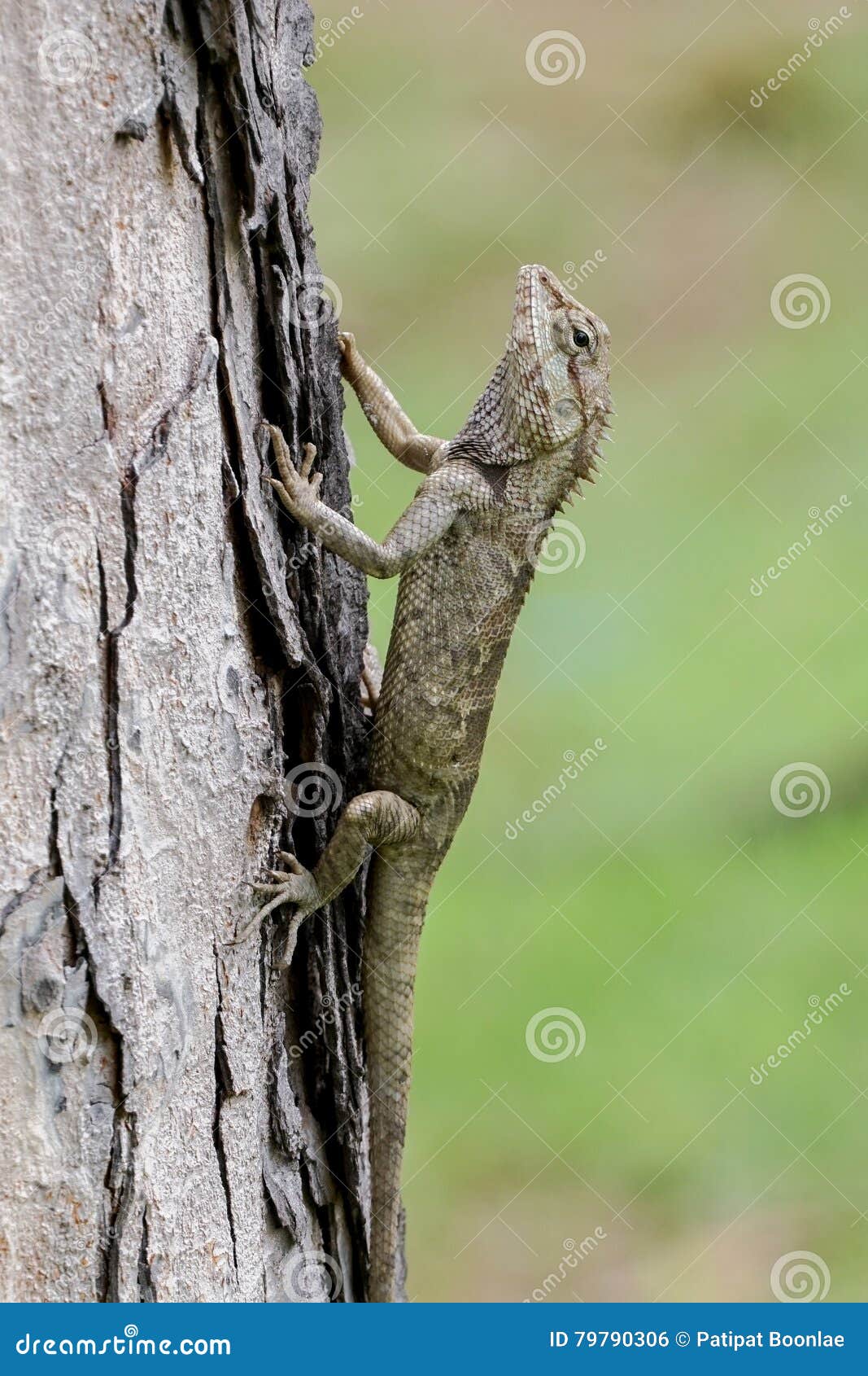 Blue-crested Lizard in Camouflage on Tree Trunk Stock Photo - Image of ...
