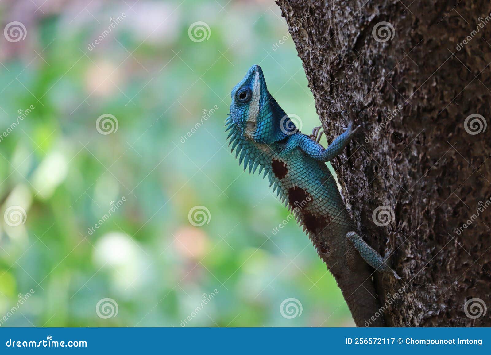 Blue crested lizard stock image. Image of blue, climbing - 256572117