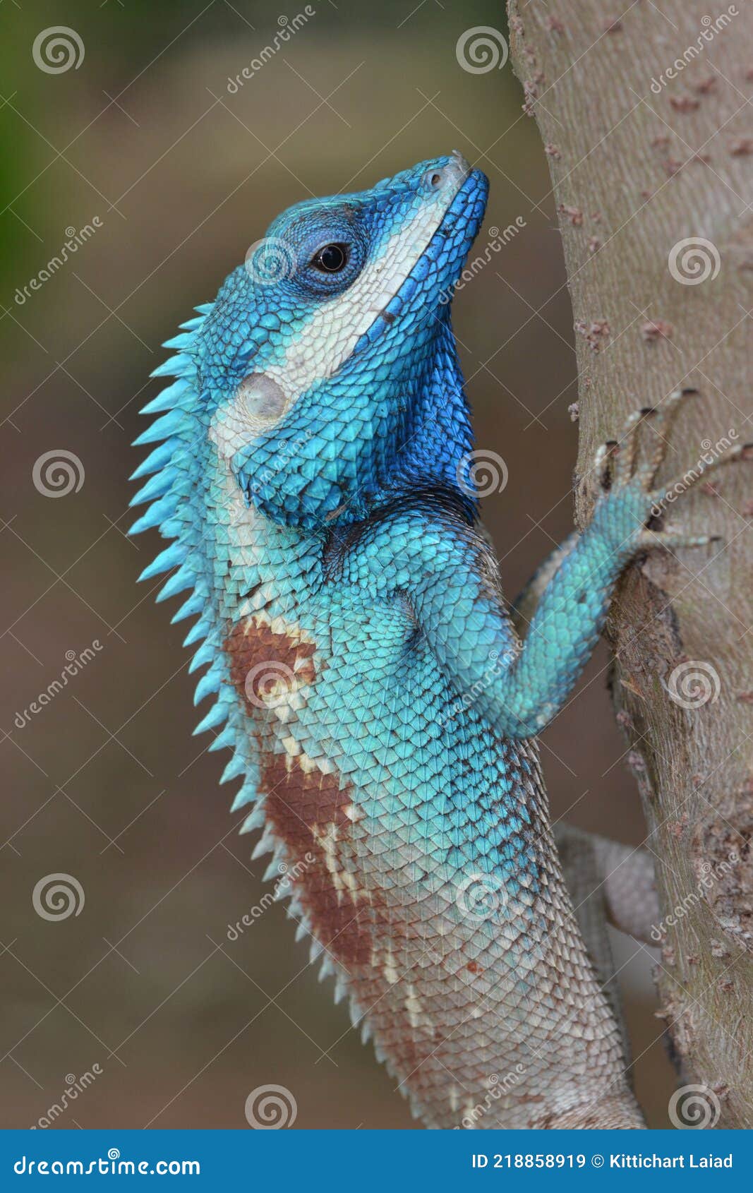 Blue-crested Lizard stock image. Image of lizard, background - 218858919