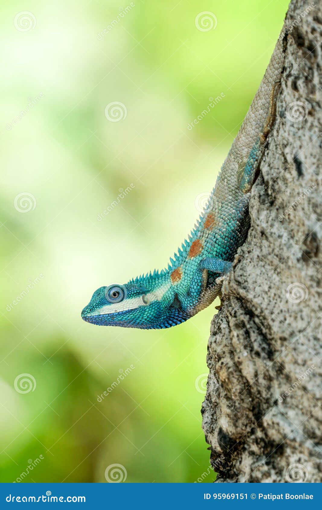 Blue-crested Lizard Coming Down from a Tree Stock Image - Image of ...