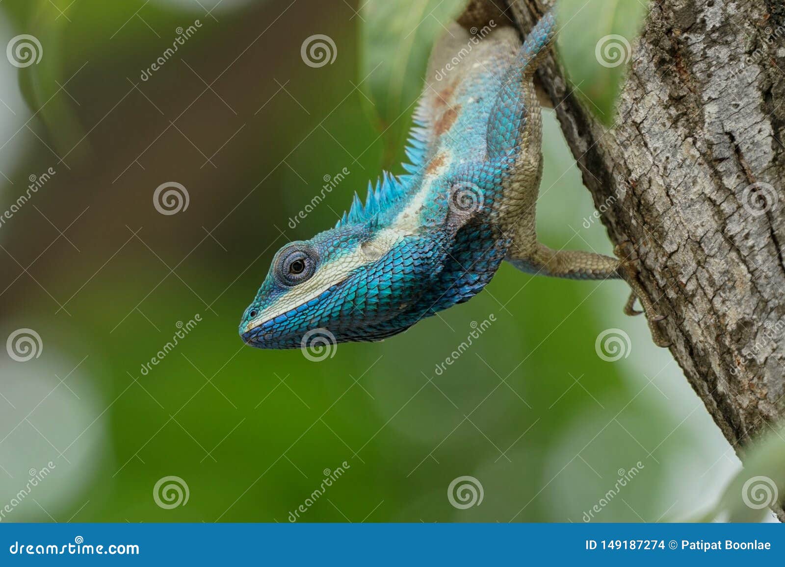 Blue-crested Lizard Hanging Down from a Big Tree Stock Photo - Image of ...