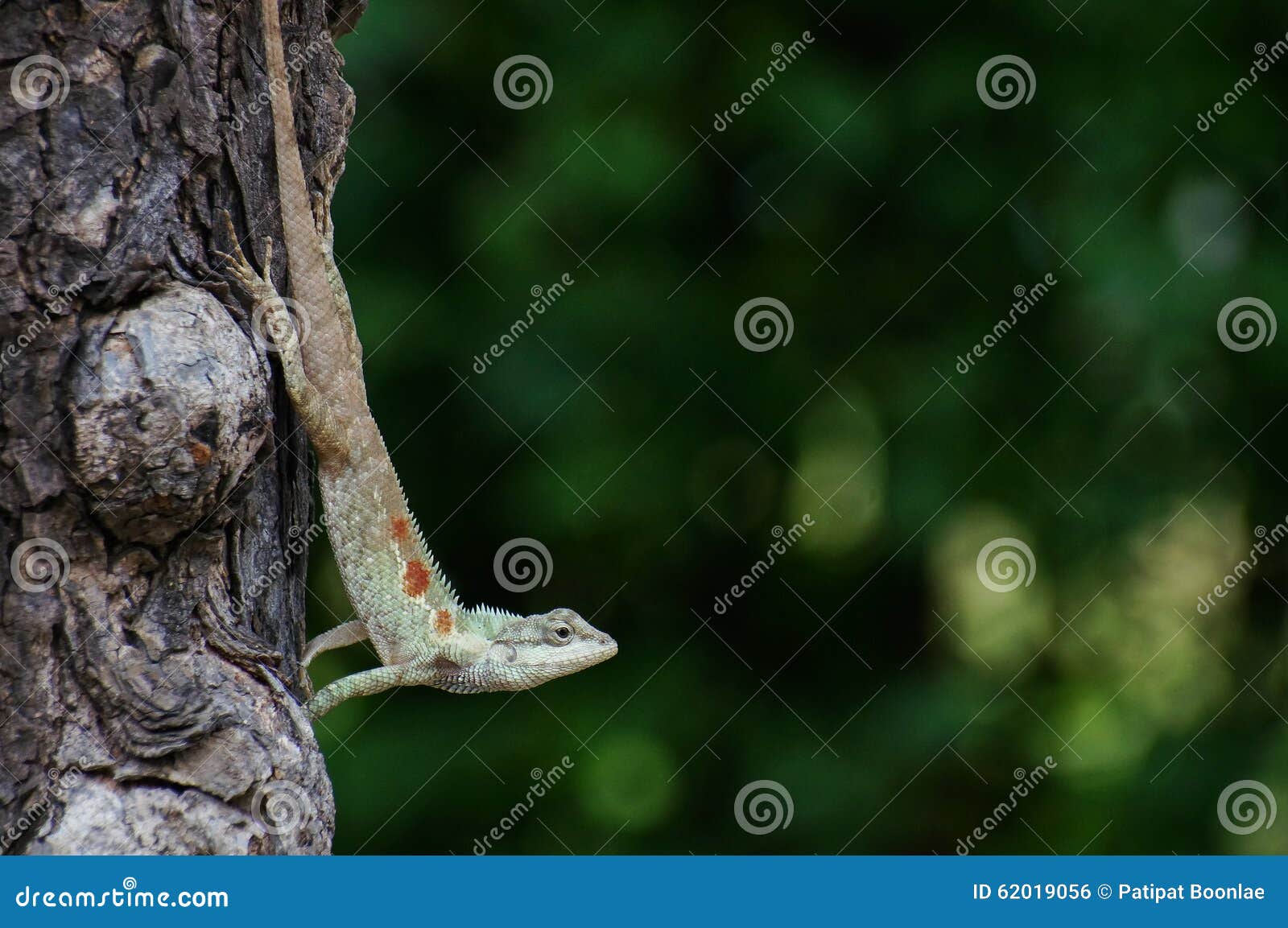 Blue-crested Lizard Hanging Down Stock Photo - Image of blue, crested ...