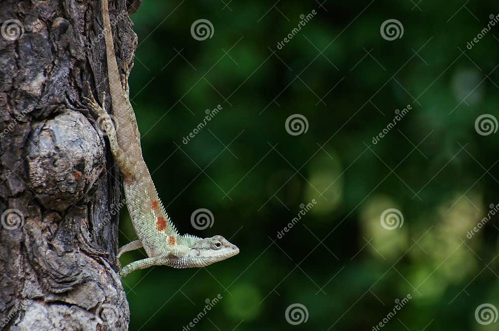 Blue-crested Lizard Hanging Down Stock Photo - Image of blue, crested ...