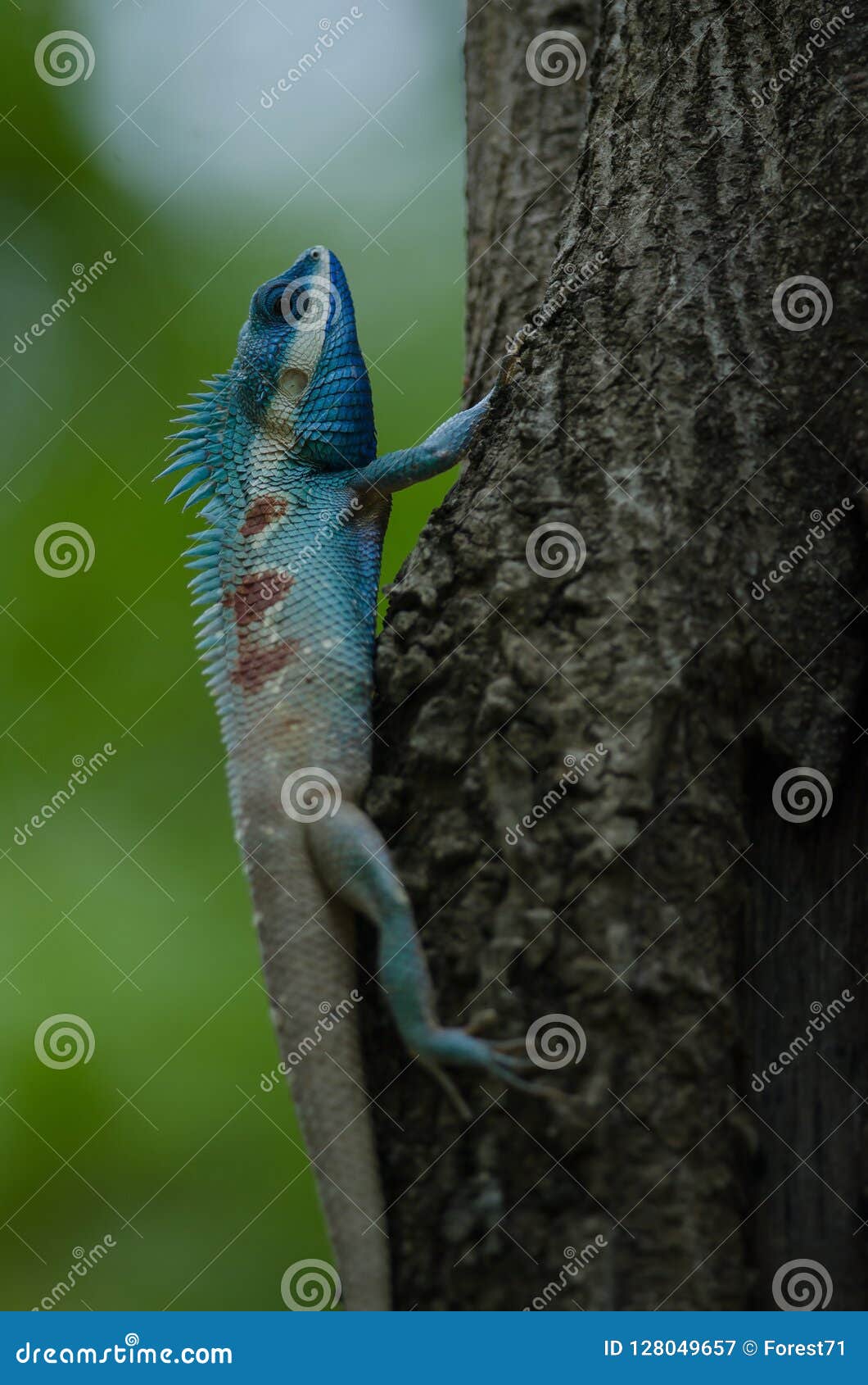 Blue Crested Lizard Or Indo Chinese Forest Lizard Stock Image Image Of Crested Dragon 128049657