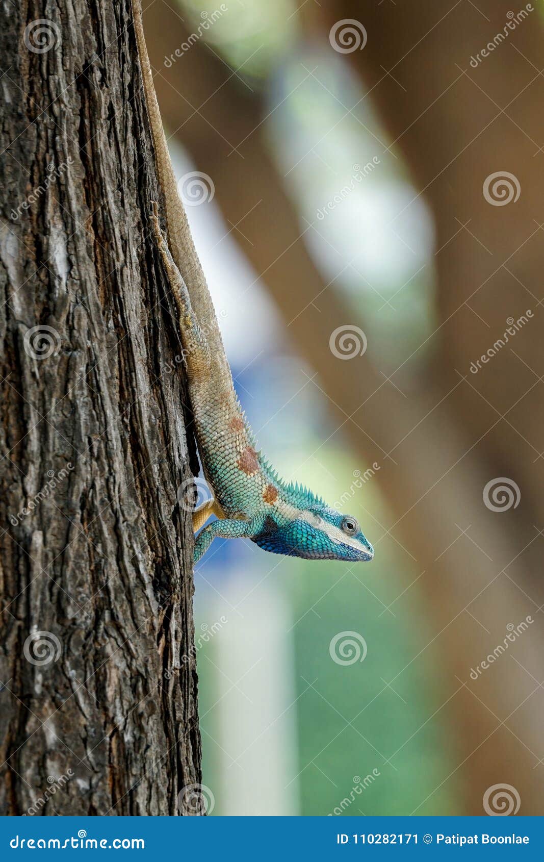 Blue-crested Lizard in Its Colorful Color Stock Image - Image of ...