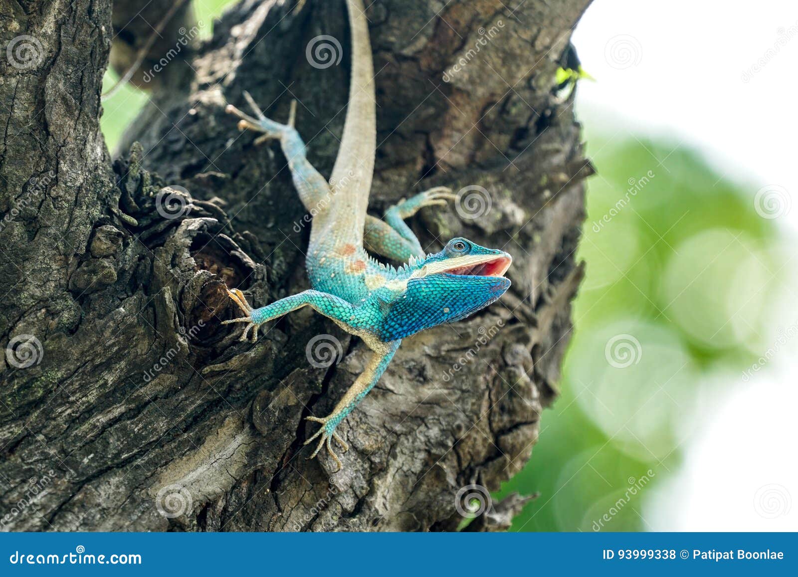 Blue-crested Lizard Opening Its Mouth for Insect Stock Photo - Image of ...
