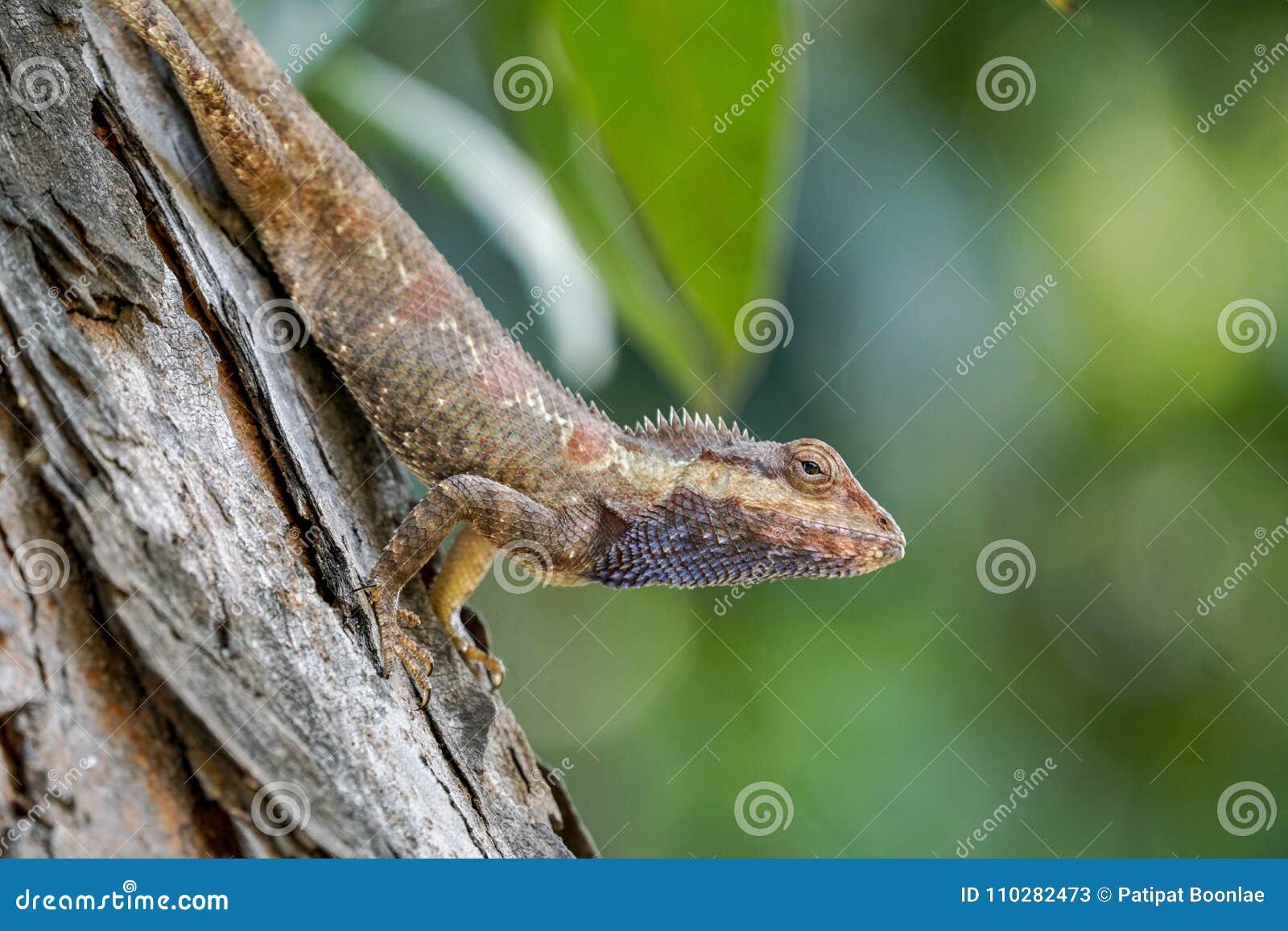 Blue-crested Lizard in Red Camouflage Stock Image - Image of texture ...