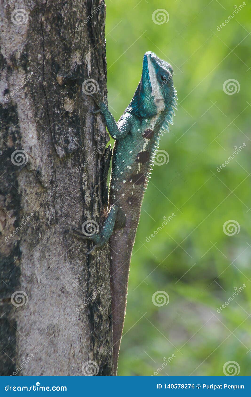 Blue-crested Lizard on the Tree Stock Photo - Image of animal, blue ...
