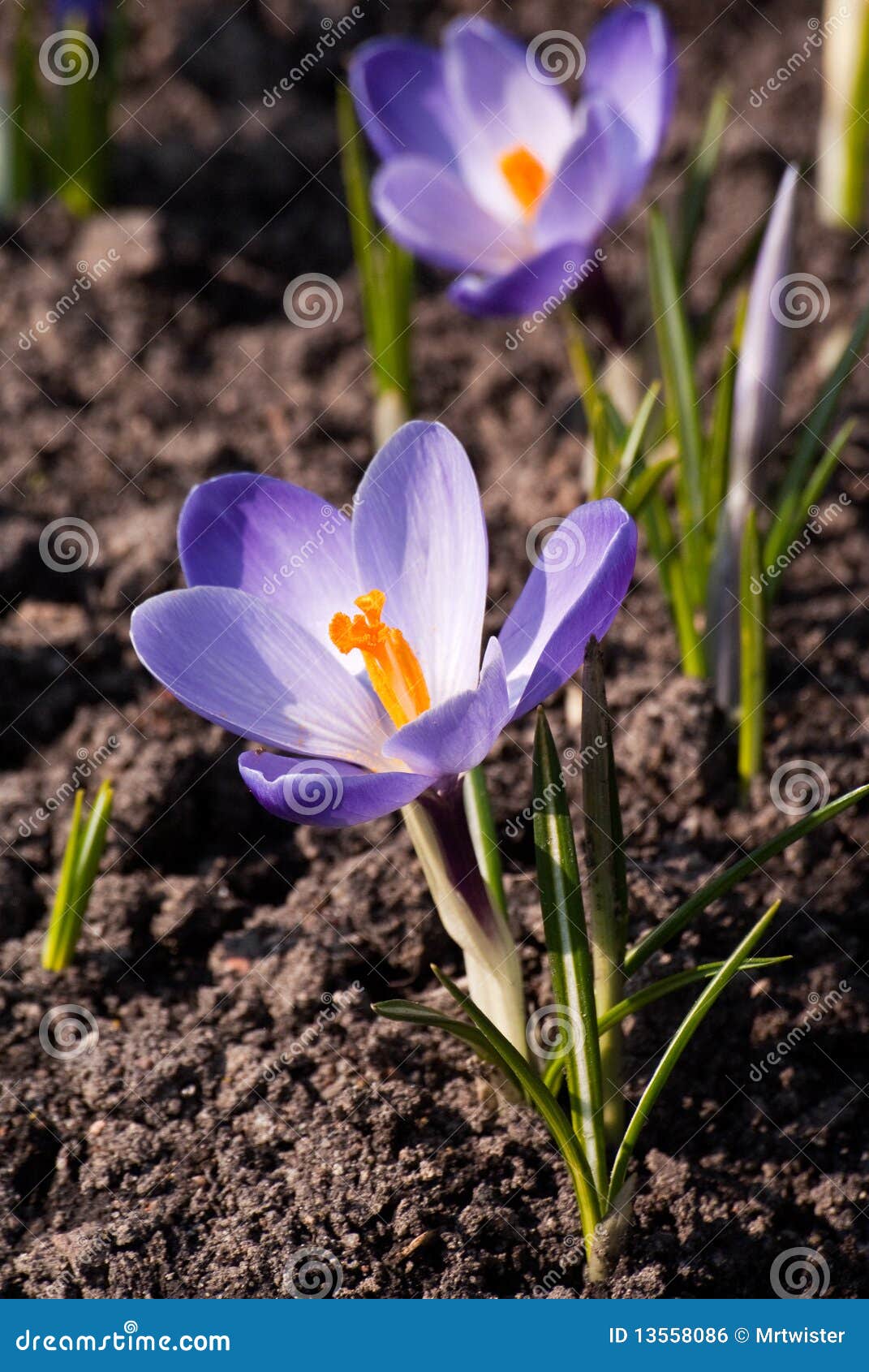 Blue crocus stock photo. Image of group, outdoors, flowers - 13558086