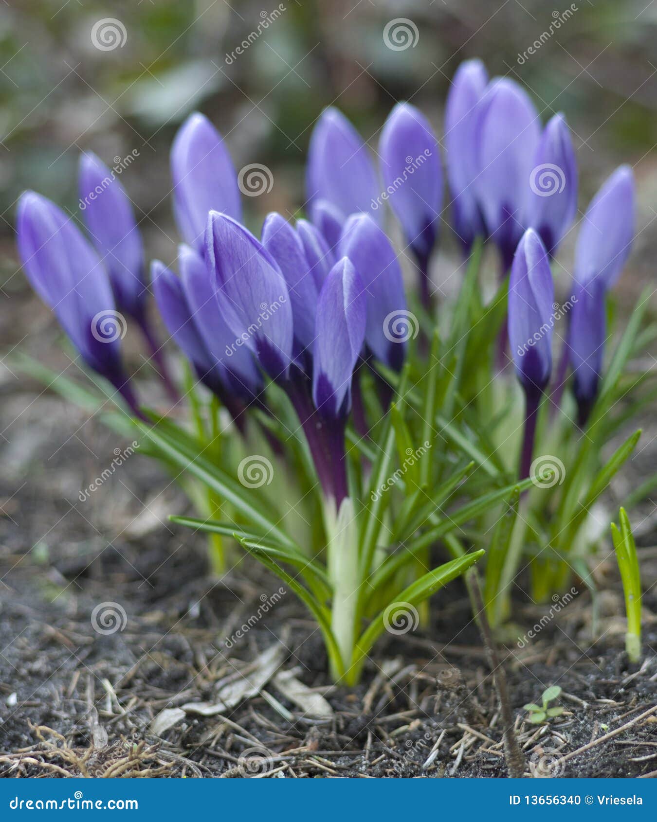 Blue Crocus stock photo. Image of crocus, corns, grass - 13656340