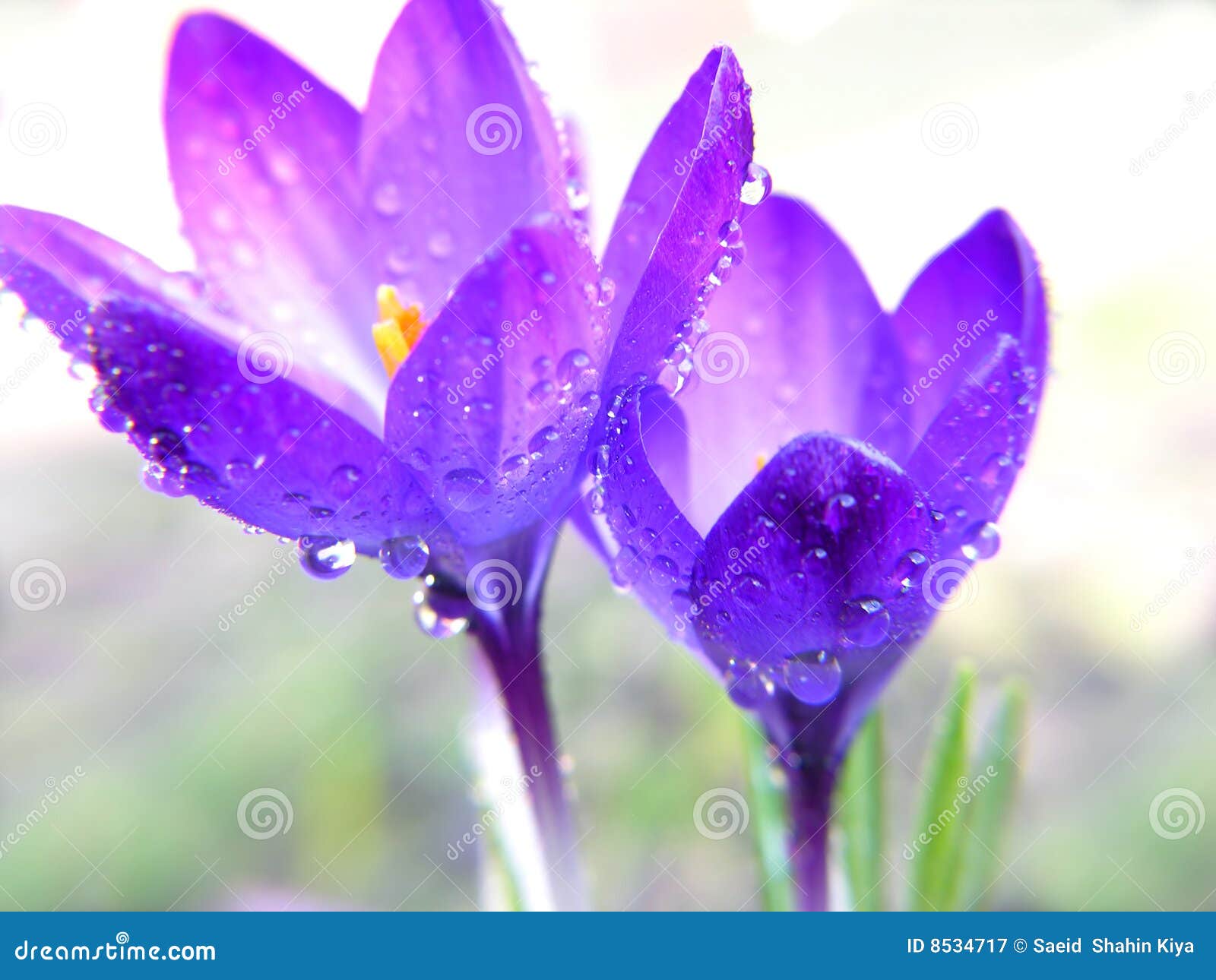 Blue crocus stock image. Image of feminine, delicate, magenta - 8534717