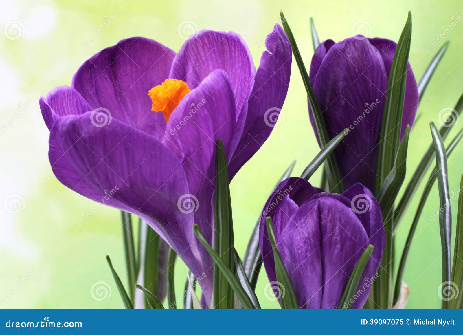 Blue crocus stock image. Image of easter, leaves, blue - 39097075