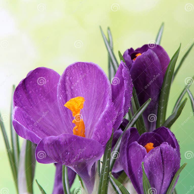 Blue crocus stock image. Image of color, blue, crocus - 39097133