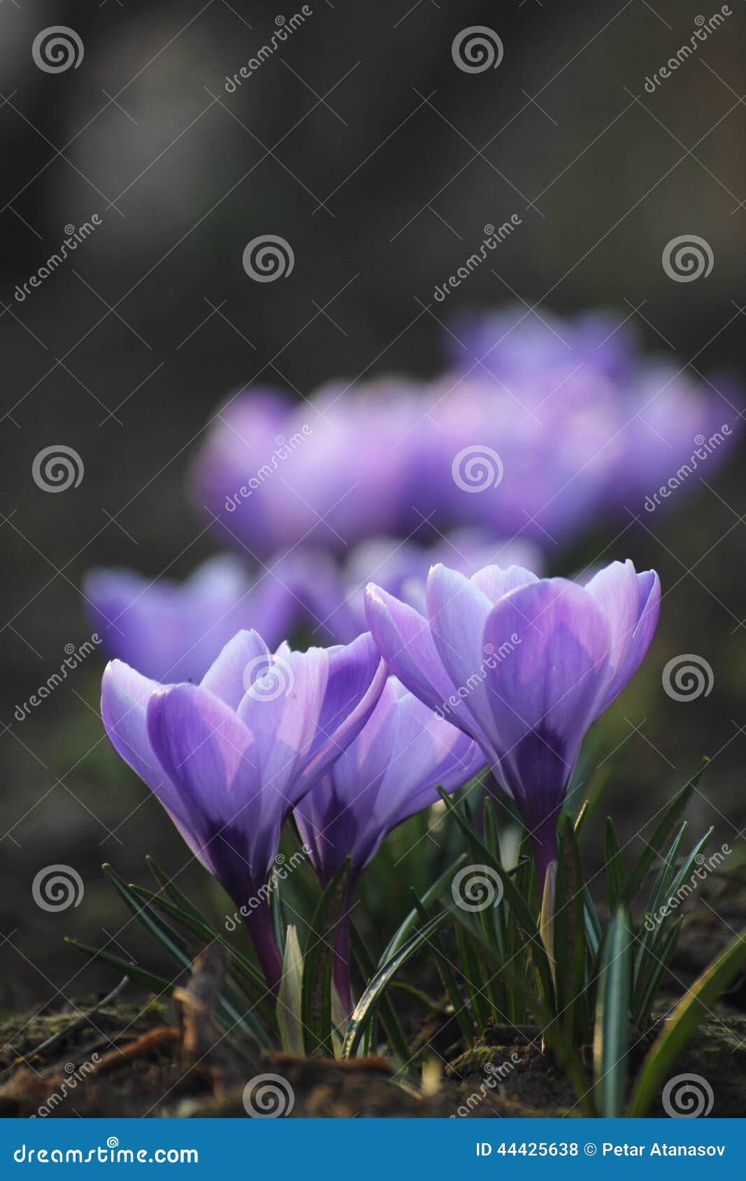 Blue crocus stock photo. Image of petal, beautiful, garden - 44425638