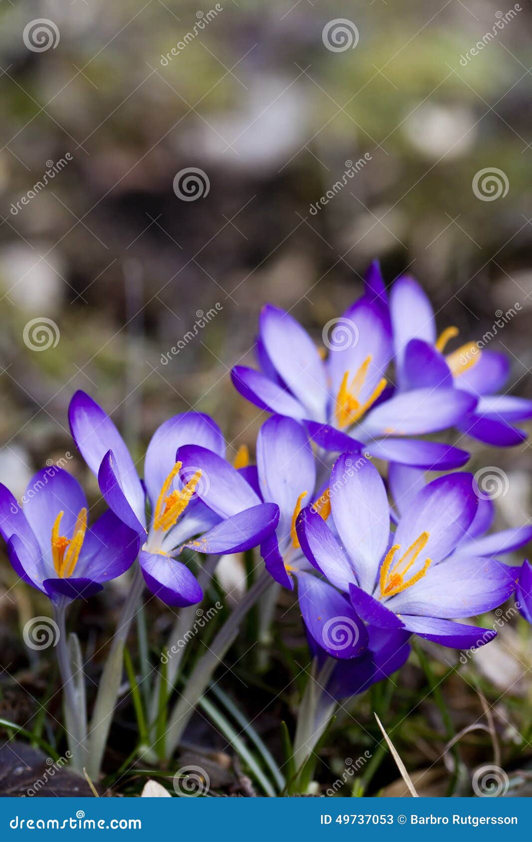 Blue crocus stock image. Image of springtime, flower - 49737053