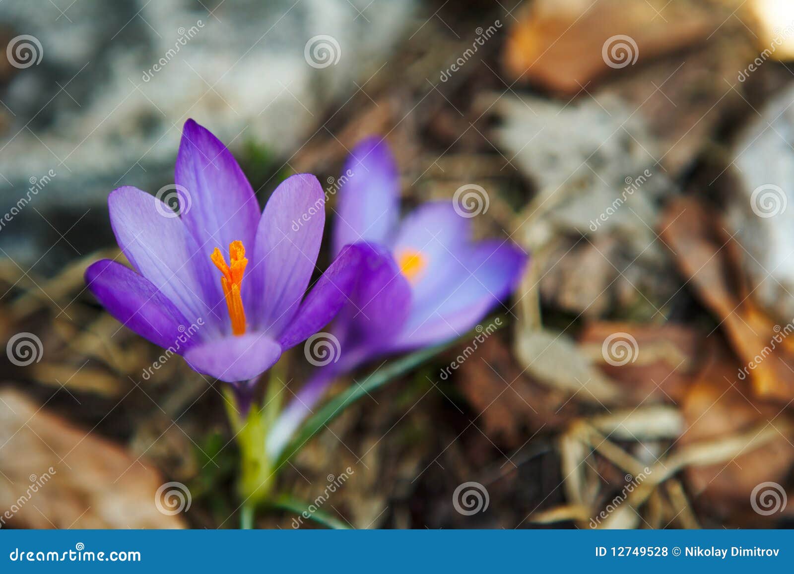 Blue crocus blossoms stock photo. Image of crocus, floral - 12749528