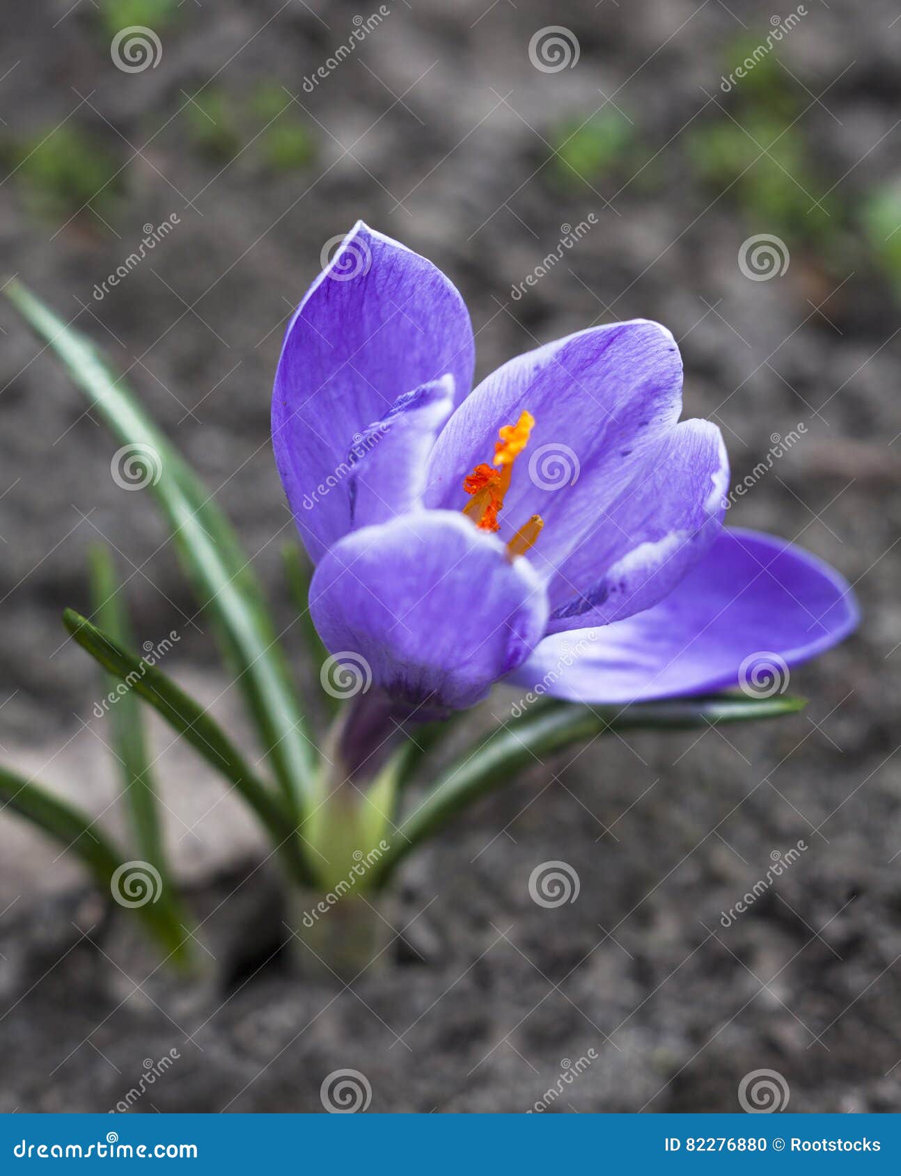Blue Crocus in Early Spring Stock Photo - Image of fresh, ground: 82276880